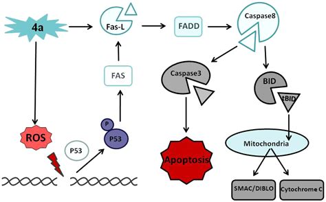 Extrinsic Pathway Apoptosis