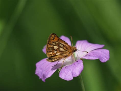 タカネキマダラセセリ チョウセンキボシセセリ亜科 Hirari
