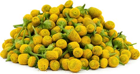 Flowers Buzz Button™ Information Recipes And Facts