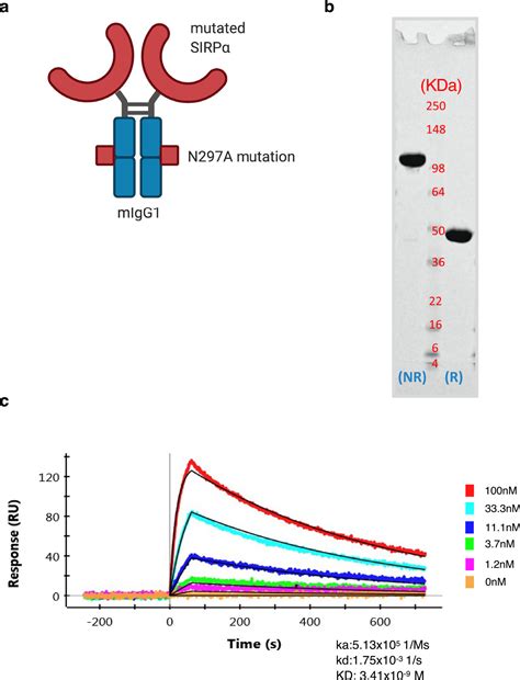Anti Gd2 Synergizes With Cd47 Blockade To Mediate Tumor Eradication Pmc
