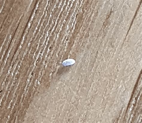 Cactus Infested By Tiny Bugs R Cactus