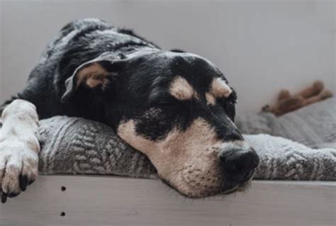 First Aid Sa Aso Na Nagtatae Mga Dapat Gawin Sa Pagtatae