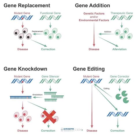 Chaimae Mezouarhi On Linkedin Crispr Editing Disease Mutation Moleculartherapy Genetics