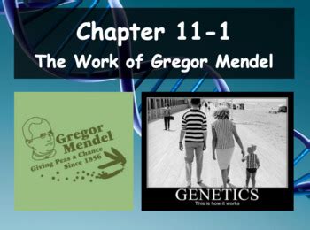 Biology Chapter 11 Introduction To Genetics Powerpoints And Guided Notes