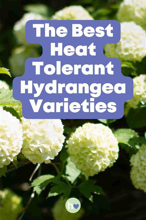 The Best Heat Tolerant Hydrangea Varieties Hydrangea Love