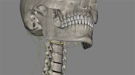 The Submandibular Lymph Nodes Are Some 3 6 Lymph Nodes Situated At The Inferior Border Of The