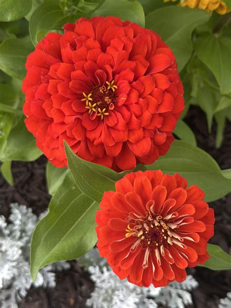 Rini Zinnia A Colorful Smile In The Morning Light You Are Zinnia