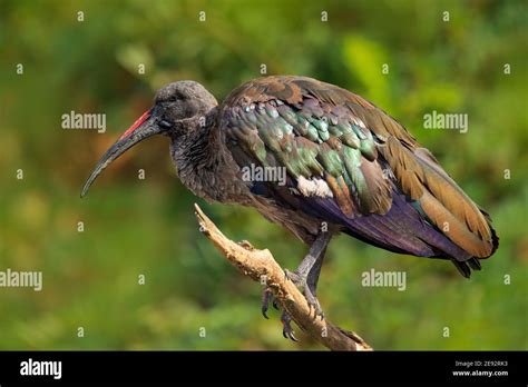 Hadada Ibis Bostrychia Hagedash Bird With Long Bill Sitting On The
