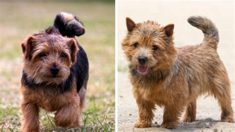Norfolk And Norwich Terriers Are More Different Than You Think