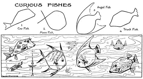 Step By Step Drawing Instructions For Cowfish Moon Fish Angel Fish And Trunkfish Free