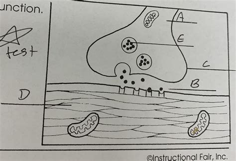 Neuromuscular Junction Diagram Quizlet