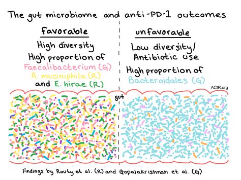 Whats In Your Gut The Gut Microbiome Influences The Efficacy Of Anti