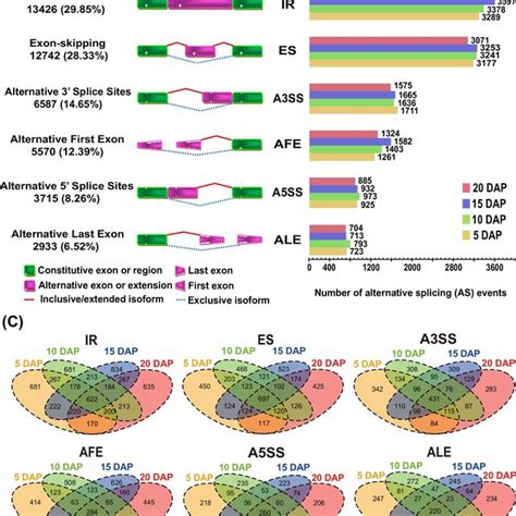 Pdf Transcriptome Dynamics During Maize Endosperm Development