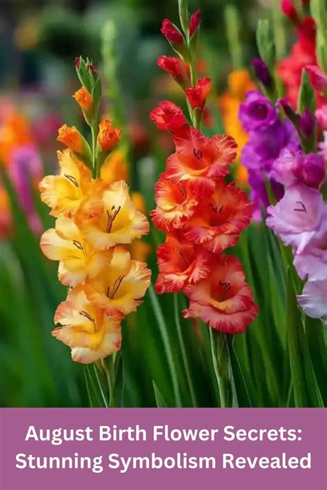 August Birth Flower Meaning Gladiolus And Poppy Symbolism Unveiled In