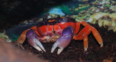 Удивительные морские существа с инопланетной внешностью которых вы наверняка не видели