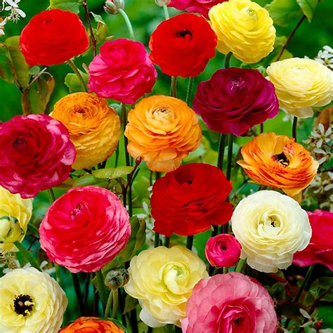 10 X Ranunculus Mixed Adorable Colourful Flowers Summer Flowering