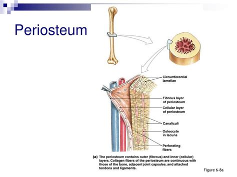 Ppt Lecture 6 Osseous Tissue And Bone Structure Powerpoint