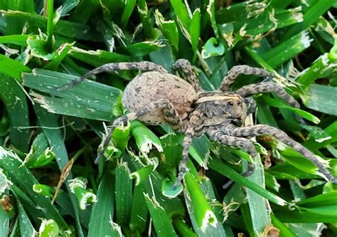Is This A Wold Spider If So What Kind Thanks R Whatbugisthis