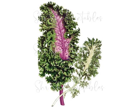 Green Wild Cabbage Leaf Illustration Instant Digital Download Vintage