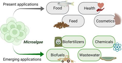 Emerging And Present Applications Of Microalgae Download Scientific