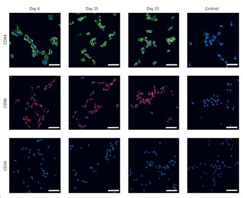 Cell Culture And Passage At Thomas Castillo Blog