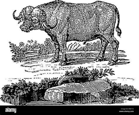 English Fleuron From Book A General History Of Quadrupeds The Figures Engraved On Wood By T