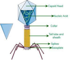 Diagram Of Bacteriophage Geeksforgeeks