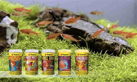 Exploring The Variety A Guide To Different Types Of Food For Aquarium