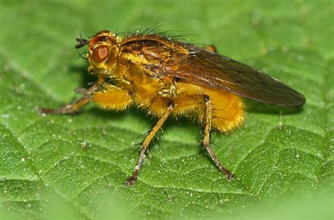 Download Dung Fly Wallpaper Wallpapers Com