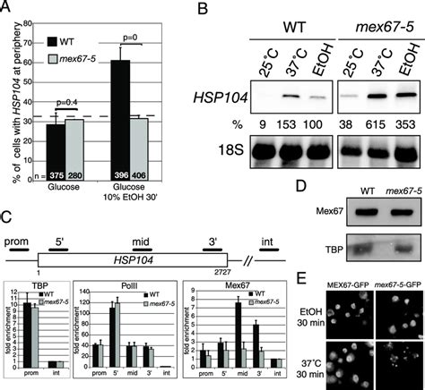 Mex67p Is Required For Transcription Induced Hsp104 Gene Relocation