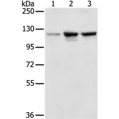 Anti Nat10 Antibody A43185