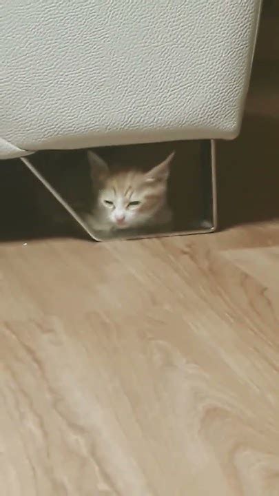 소파에서 졸고있는 냥이 구독좋아요 망고 Youtube