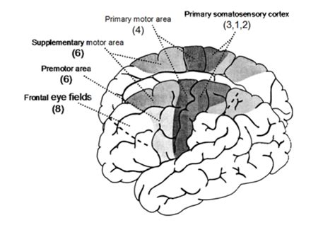 Supplementary Motor Area