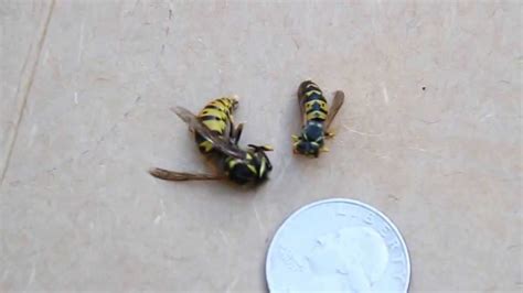 Yellow Jacket Size Comparison At Mary Bilbo Blog