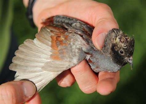 Button Quail Need Help Sexing Tuxedo Button By Behavior