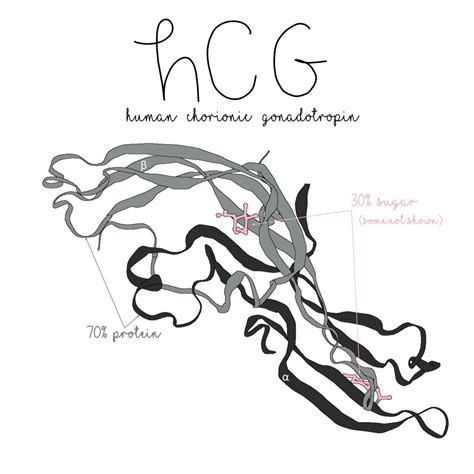 Meet Hcg Science Magnifies