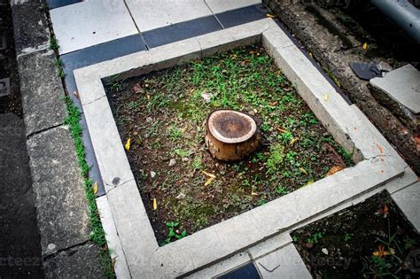 A Tree Stump In A Square Concrete Planter On A Sidewalk Surrounded By