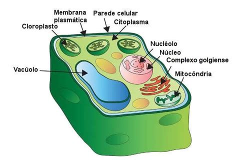 Tipos De Células Quais São Classificações E Funções