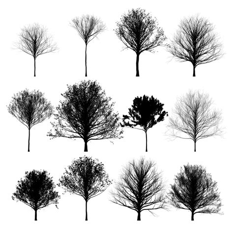 Png Oak Trees Silhouettes Set 12 High Quality Pngs