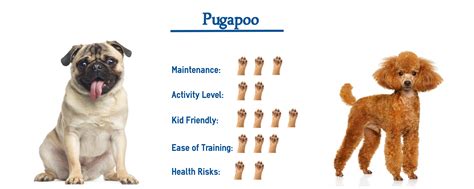 Pugapoo Dog Breed Everything You Need To Know At A Glance