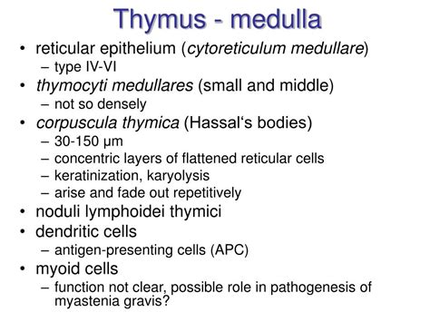Ppt Spleen And Thymus Powerpoint Presentation Free Download Id3875884