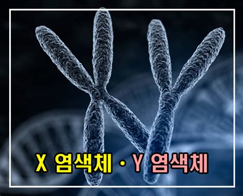 X 염색체와 Y 염색체의 조합 성염색체