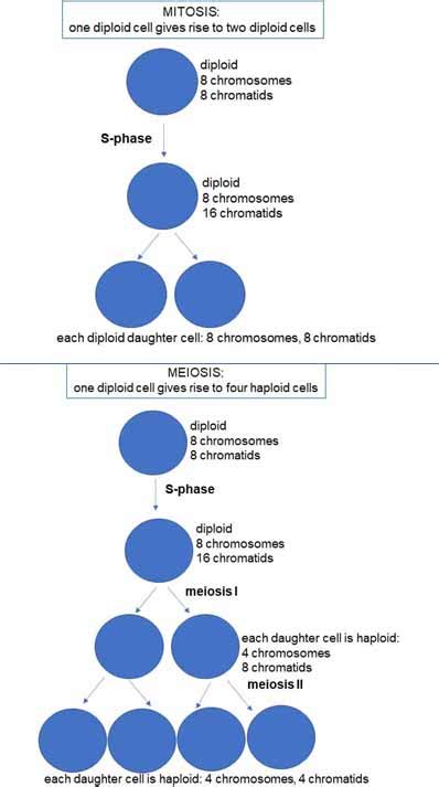 While Human Body Cells Have 46 Chromosomes Fruit Fly Body Cells Each Contain 8 Chromosomes And