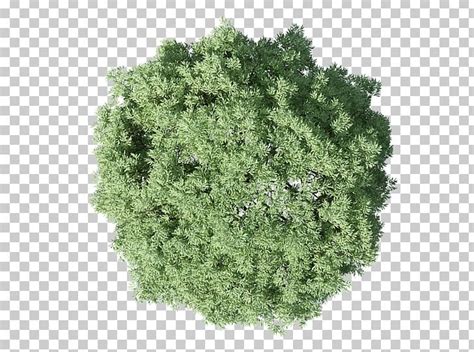 Trees Plan Png Free Cliparts Download Images On Clipground