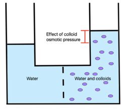 Oncotic Pressure Wikipedia