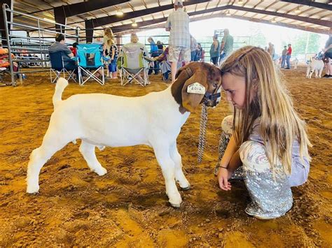 Daustine Indigenous Daustine Indigenous Chicken Farm