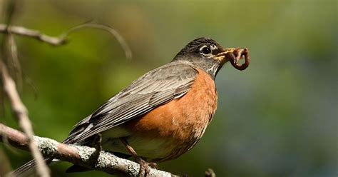 The Surprisingly Specific Conditions Robins Need To Nest Audubon