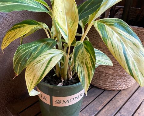 Propagating My Variegated Shell Ginger Step By Step Guide