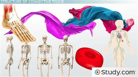 Connective Tissue Definition Types And Examples Lesson
