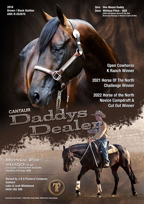 Cantaur Daddys Dealer Australian Campdrafting Magazine